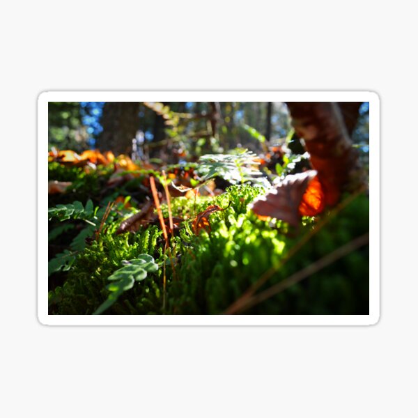 "Flora" Sticker for Sale by enigmaticprints | Redbubble