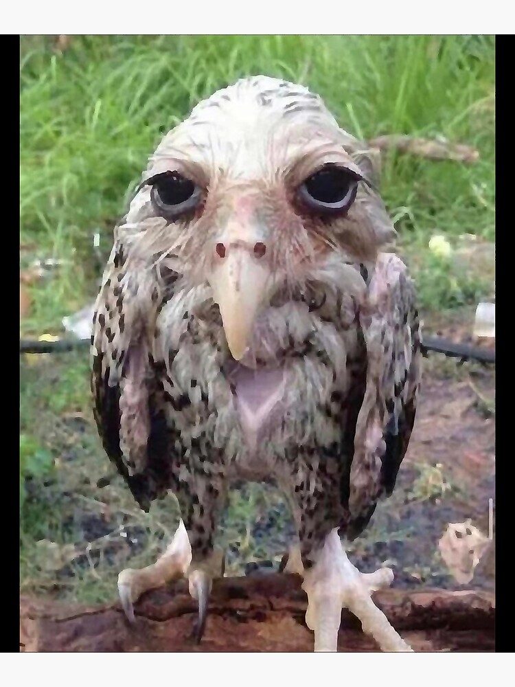 Wet Owl Meme Classic Poster For Sale By Annikalanzi Redbubble