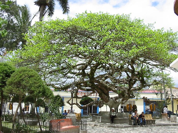 "Amate tree" by marchk | Redbubble