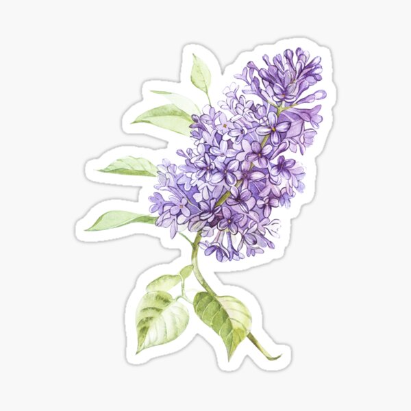 "Lilas " Sticker by KarlWetzel | Redbubble