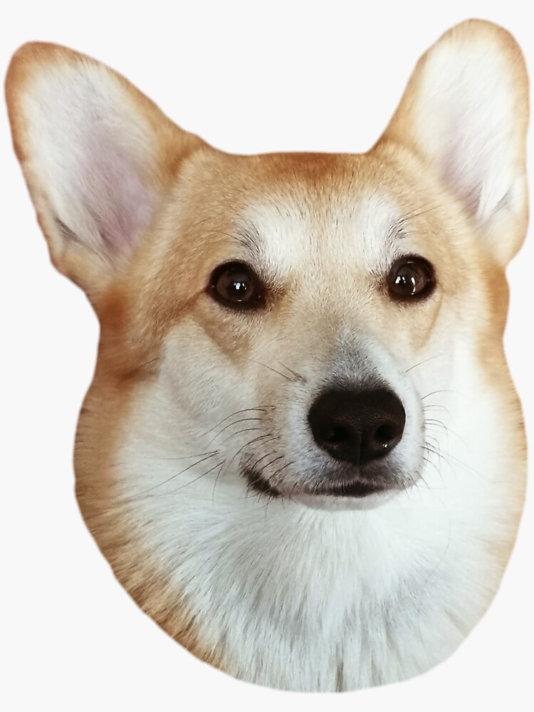 "Bossy Corgi" Sticker by AmaiiDesigns | Redbubble