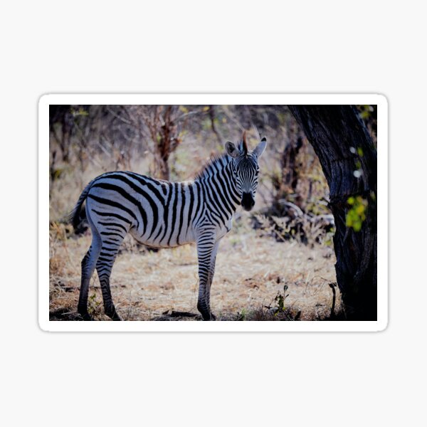 "Zebra " Sticker by RTrivella | Redbubble