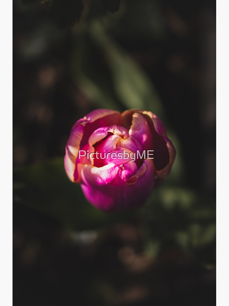 "The End of the Tulip" Poster for Sale by PicturesbyME | Redbubble