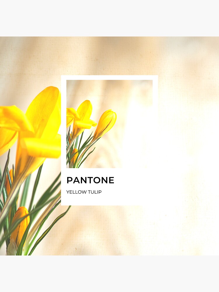 "Yellow Tulip Spring Flower Pantone Photo" Sticker for Sale by ...