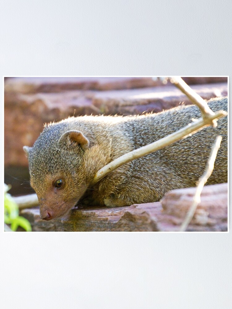 "Mongoose" Poster for Sale by Sqig | Redbubble