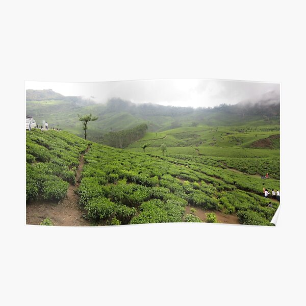 Poster « Munnar Tea Garden Kerala », par kalpit83 | Redbubble