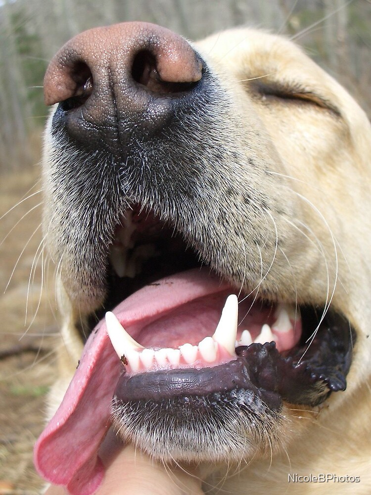 "Happy - Goofy Labrador Portrait" by NicoleBPhotos | Redbubble
