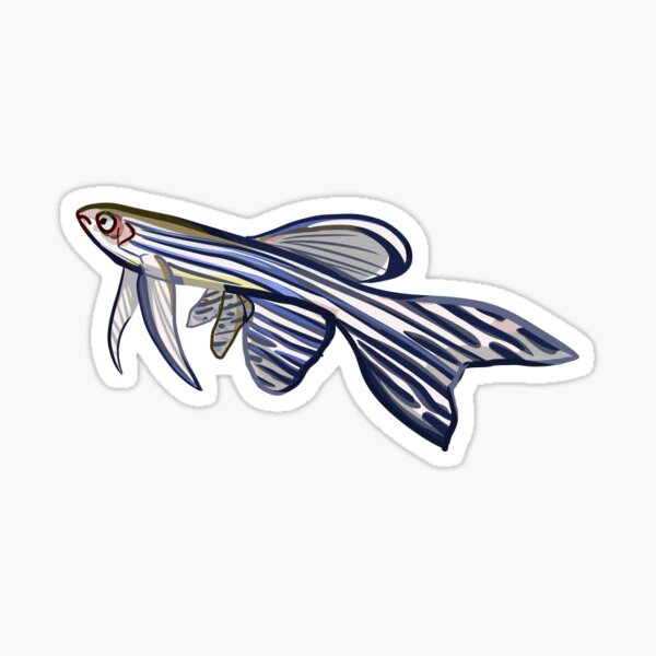 "Longfin Danio" Sticker for Sale by Lev Levinson | Redbubble