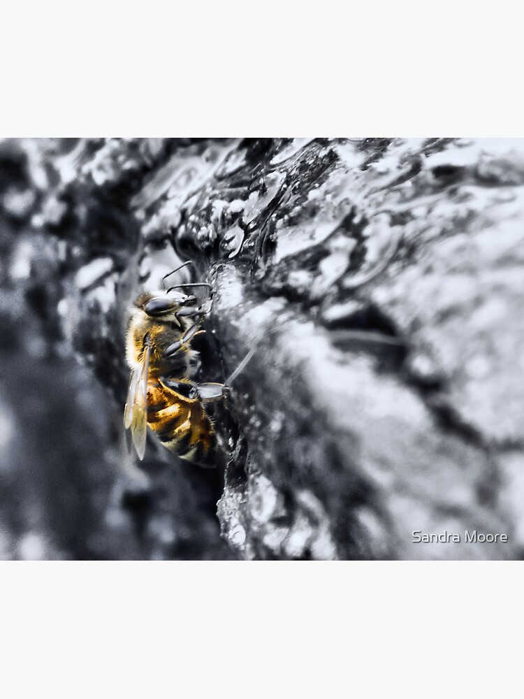 "Alien Bee" Sticker for Sale by sanscook | Redbubble