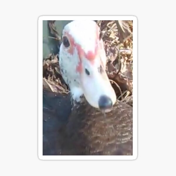 "Duck " Sticker by ThePickledLemon | Redbubble