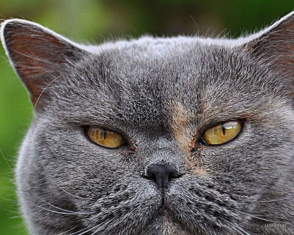 "Wellmar the British Blue Cat" by wellmar | Redbubble