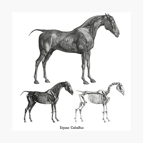 Lámina fotográfica «La Anatomía del Caballo • Equus Caballus» de ...