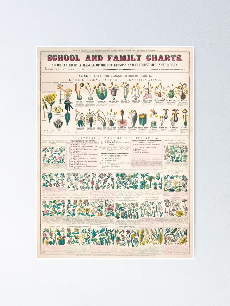 "Classification of Plants" Poster for Sale by Fiskidal | Redbubble
