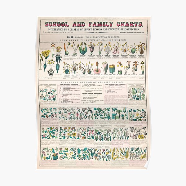 "Classification of Plants" Poster for Sale by Fiskidal | Redbubble