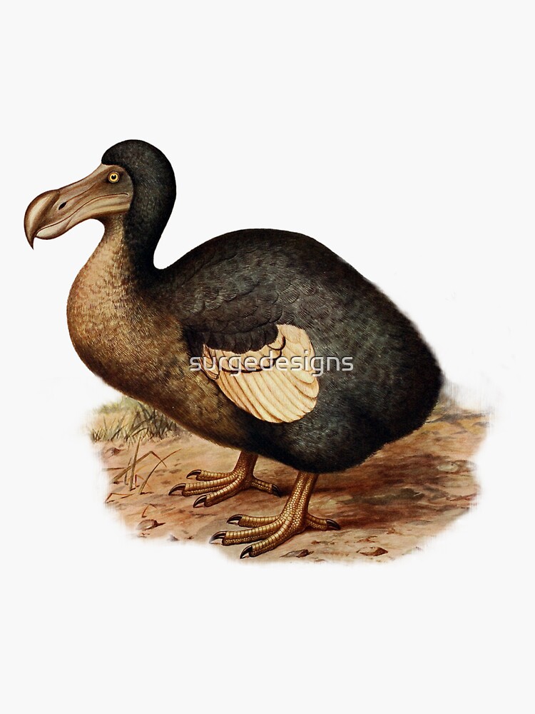 "Antique Illustration Dodo Bird" Sticker for Sale by surgedesigns ...