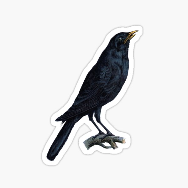 "antique typographic vintage blackbird" Sticker by surgedesigns | Redbubble