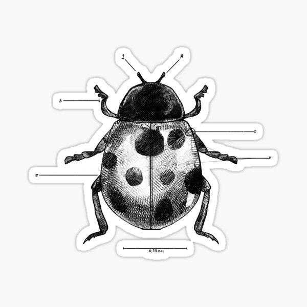 "Lady Bug" Sticker by Teecher | Redbubble