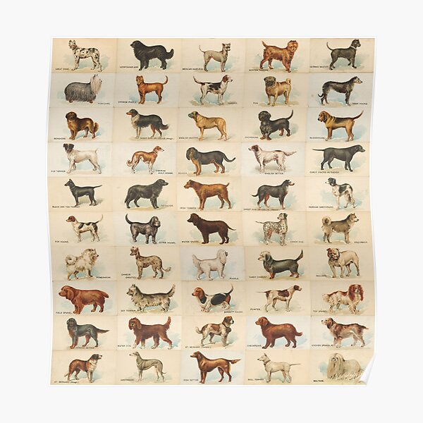 "Dogs Of The World" Poster for Sale by ArchiveFox | Redbubble