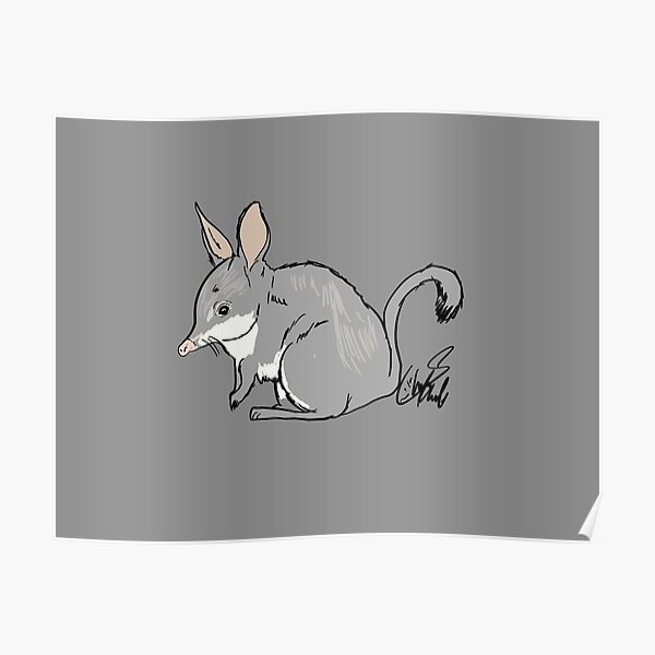 "Bilby " Poster for Sale by Manalopangaea | Redbubble