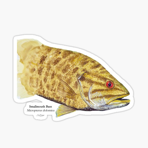 "Smallmouth Bass" Sticker for Sale by Stephen Emms | Redbubble