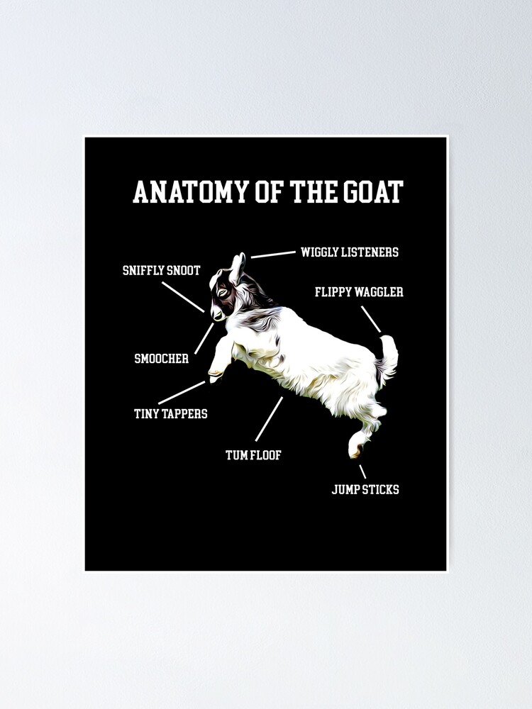 "Anatomy of The Goat Baby Kid Cute Animal lo Anatomy" Poster for Sale ...