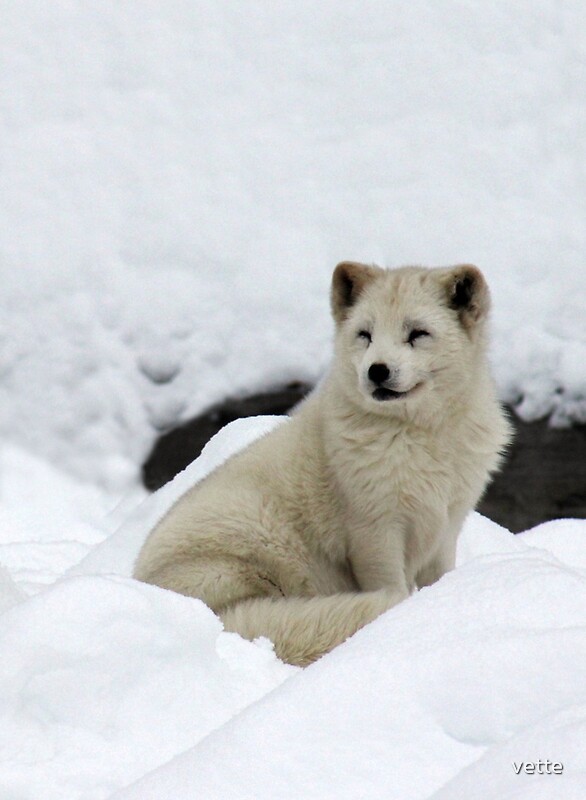 "Arctic Fox with a Smile." by vette | Redbubble