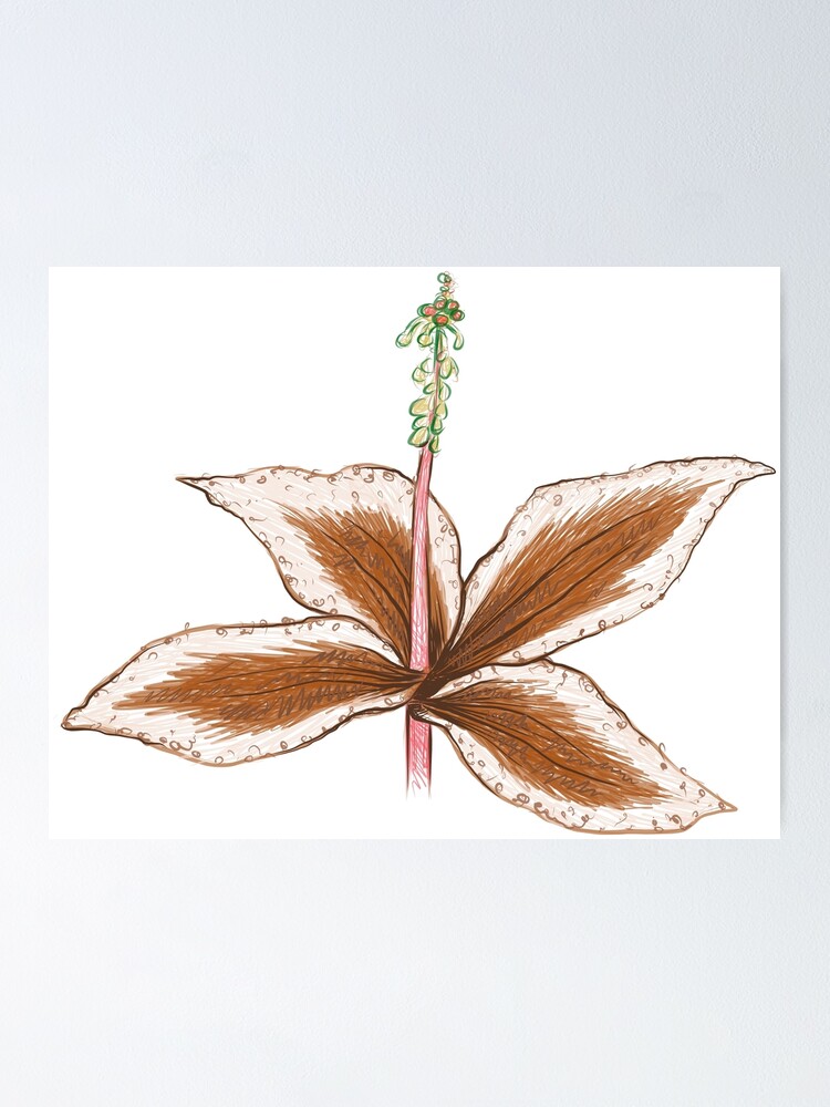 "Illustration of Malaxis Calophylla Plant" Poster for Sale by Iamnee ...