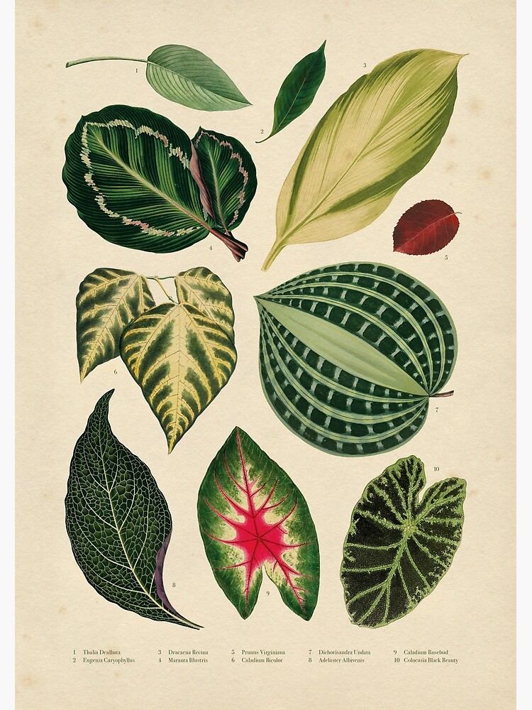 "Vintage Botanical Chart of Leaves No. 1" Photographic Print for Sale ...