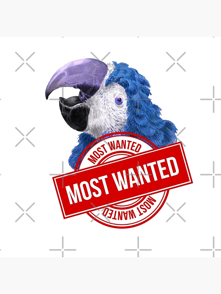 "The Most Wanted Blue Parrot" Poster for Sale by Designza1 | Redbubble