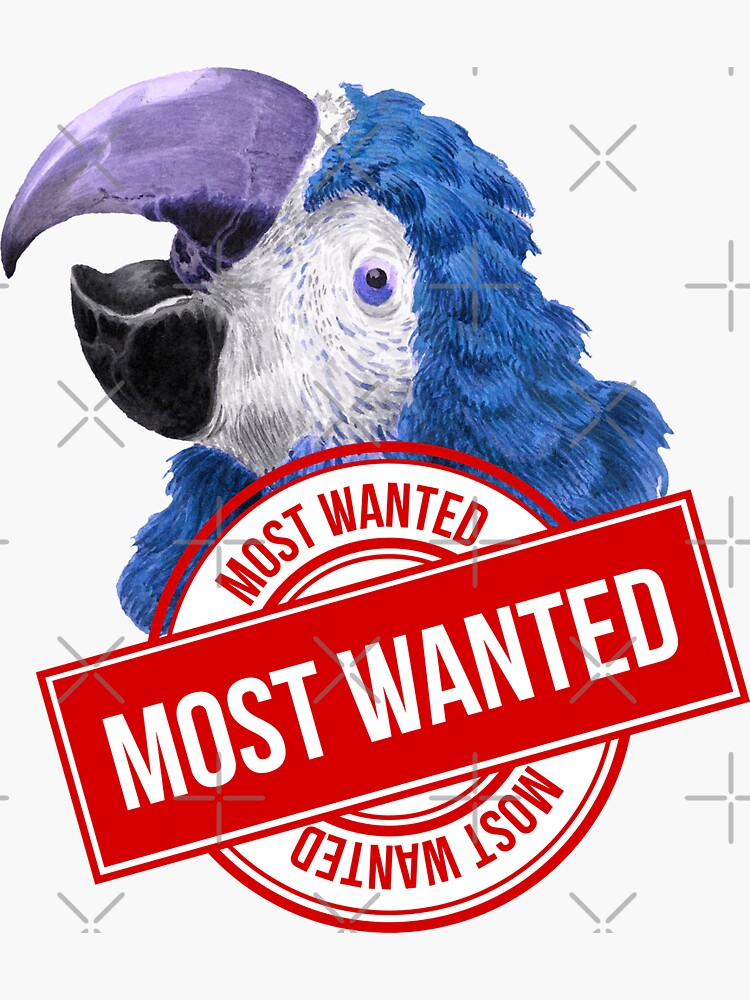 "The Most Wanted Blue Parrot" Sticker by Designza1 | Redbubble
