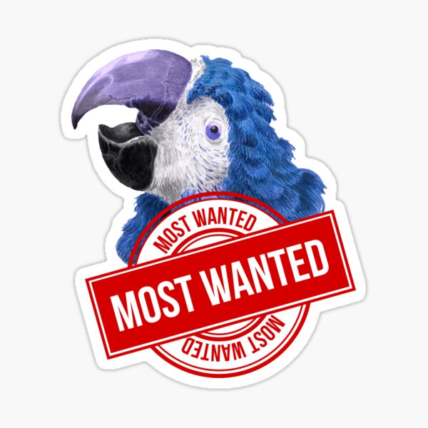 "The Most Wanted Blue Parrot" Sticker by Designza1 | Redbubble