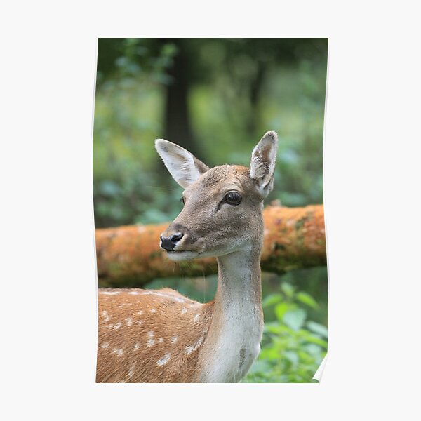 "Cute Fawn" Poster for Sale by Lyndonsnature | Redbubble