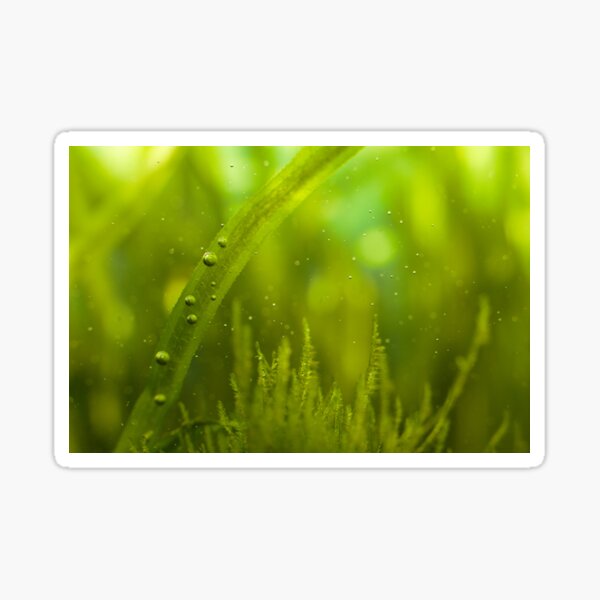 "Beautiful algae underwater" Sticker by FairyOfCherries | Redbubble