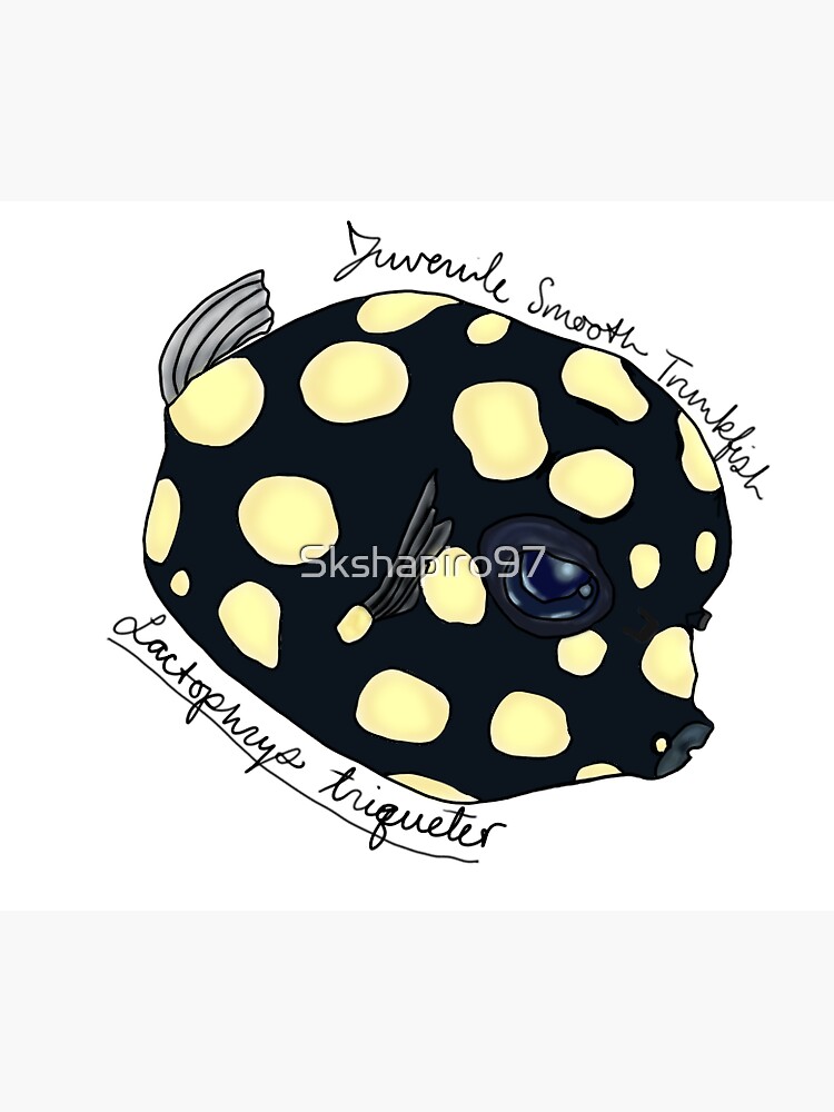 "Juvenile Smooth Trunkfish" Sticker by Skshapiro97 | Redbubble