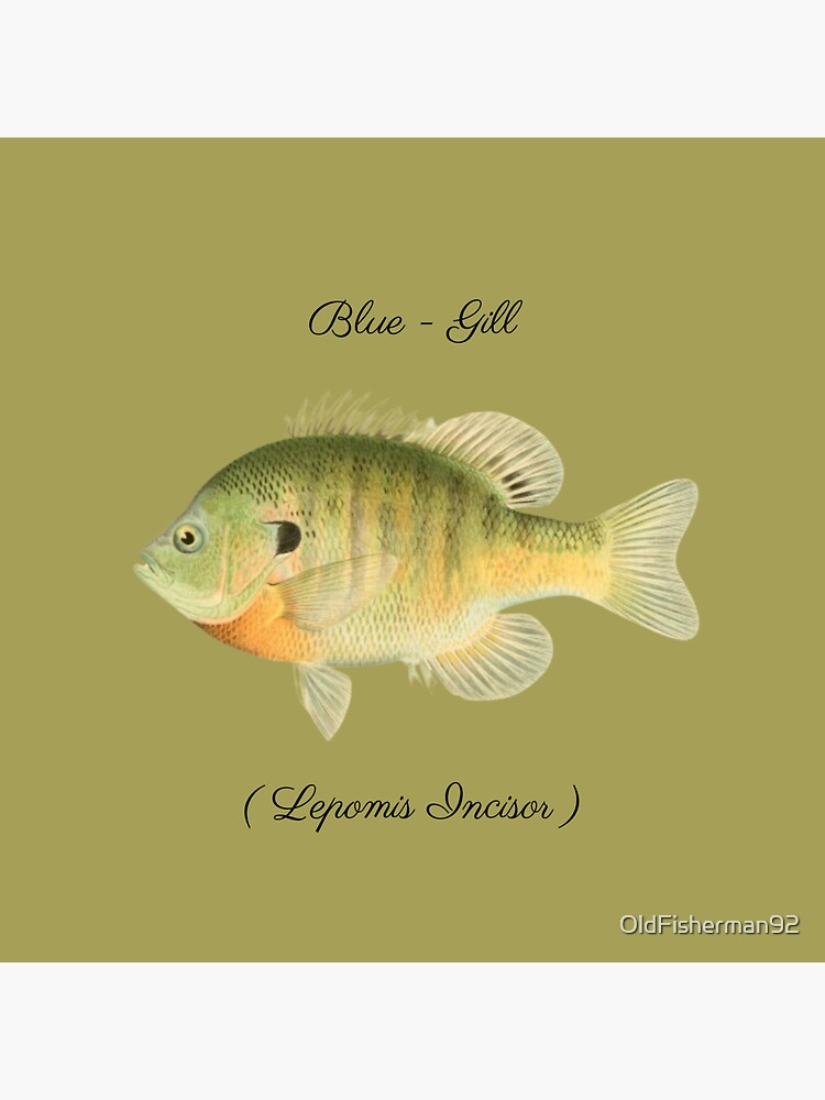 "Blue Gill" Sticker by OldFisherman92 | Redbubble