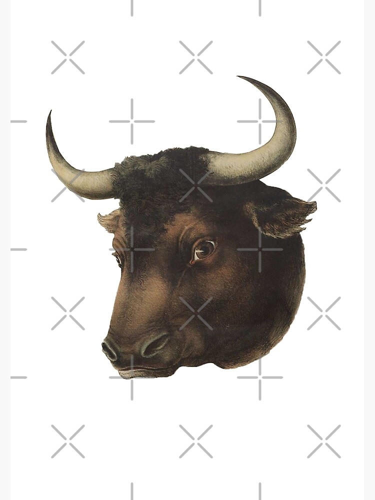 "TORO FACE - BULLFIGHTER - SPAIN - ANDALUSIA - BULLS - BULL ...