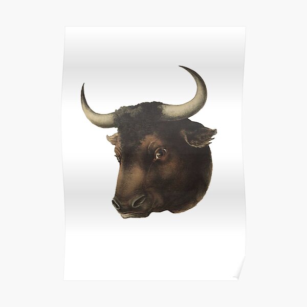 "TORO FACE - BULLFIGHTER - SPAIN - ANDALUSIA - BULLS - BULL ...