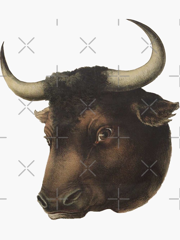 "TORO FACE - BULLFIGHTER - SPAIN - ANDALUSIA - BULLS - BULL ...