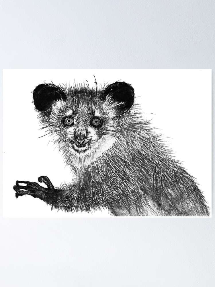 "Aye-Aye Drawing" Poster for Sale by time4changeart | Redbubble