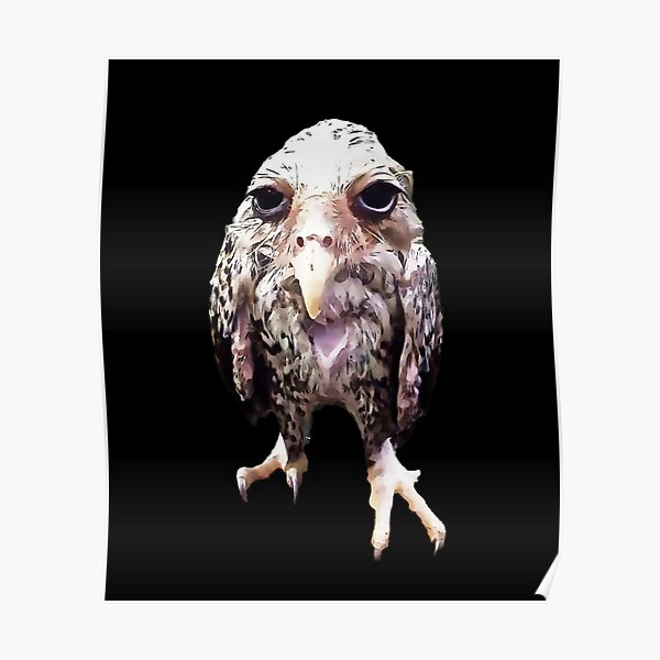 "Wet Owl Meme Art" Poster for Sale by KemeDesign | Redbubble