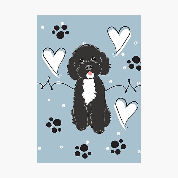 "LOVE Black White Poochon Bichon Poodle" Photographic Print for Sale by ...