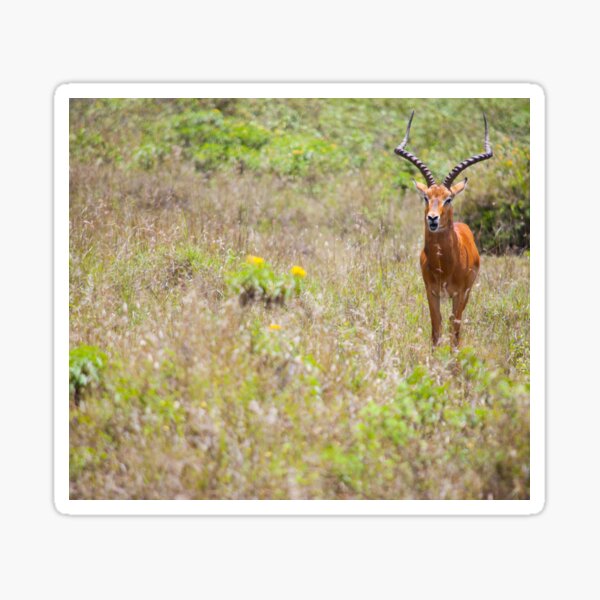 "Impala" Sticker for Sale by CactusOctopus | Redbubble
