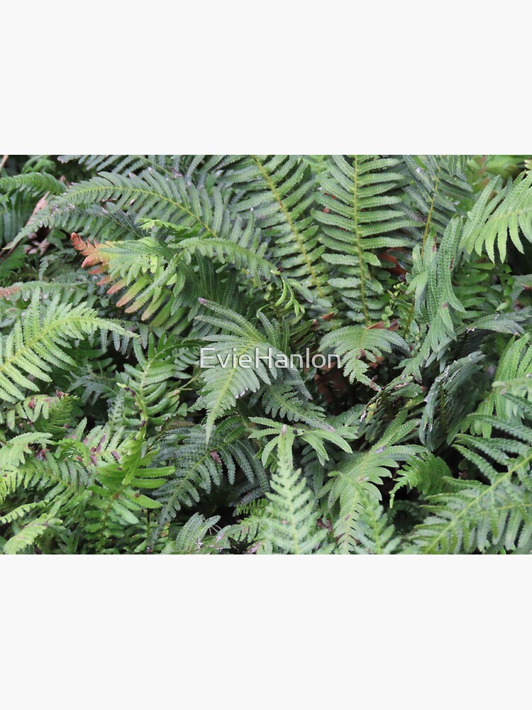 "BBG Ferns" Sticker by EvieHanlon | Redbubble