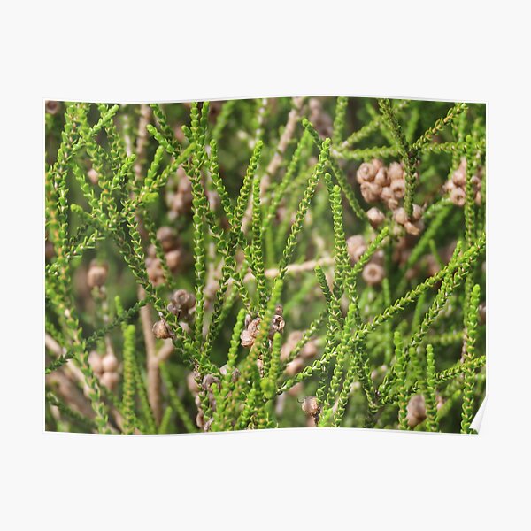 "BBG Piney Bush" Poster for Sale by EvieHanlon | Redbubble