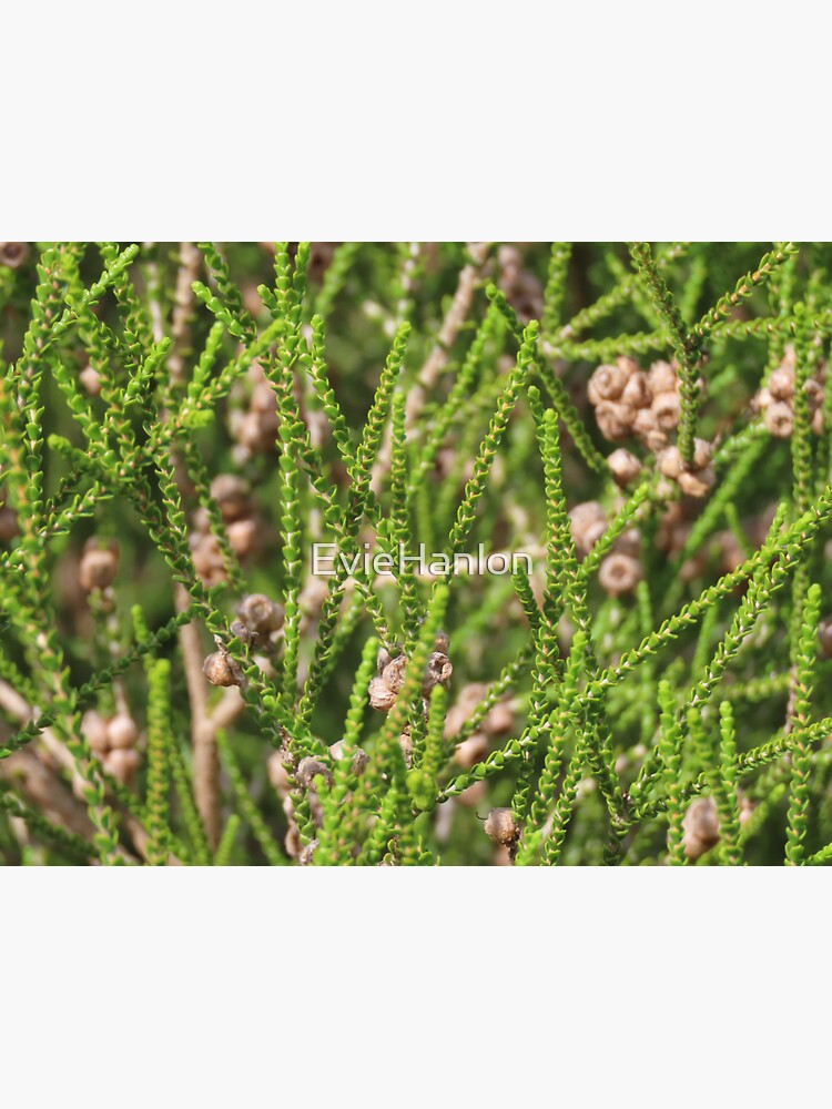 "BBG Piney Bush" Sticker by EvieHanlon | Redbubble