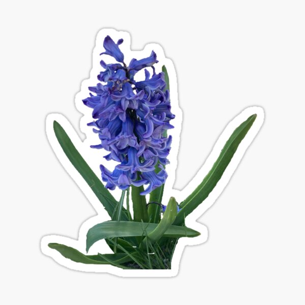 "Purple Hyacinth " Sticker for Sale by Amanda1775 | Redbubble