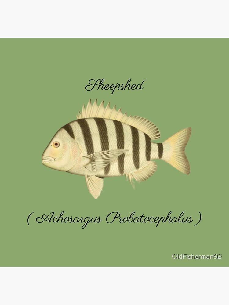 "Sheepshead fish" Sticker by OldFisherman92 | Redbubble