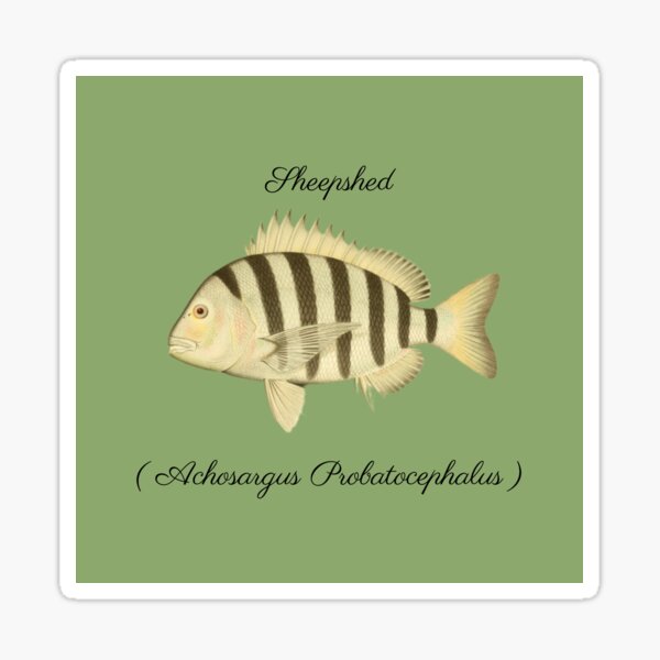 "Sheepshead fish" Sticker by OldFisherman92 | Redbubble