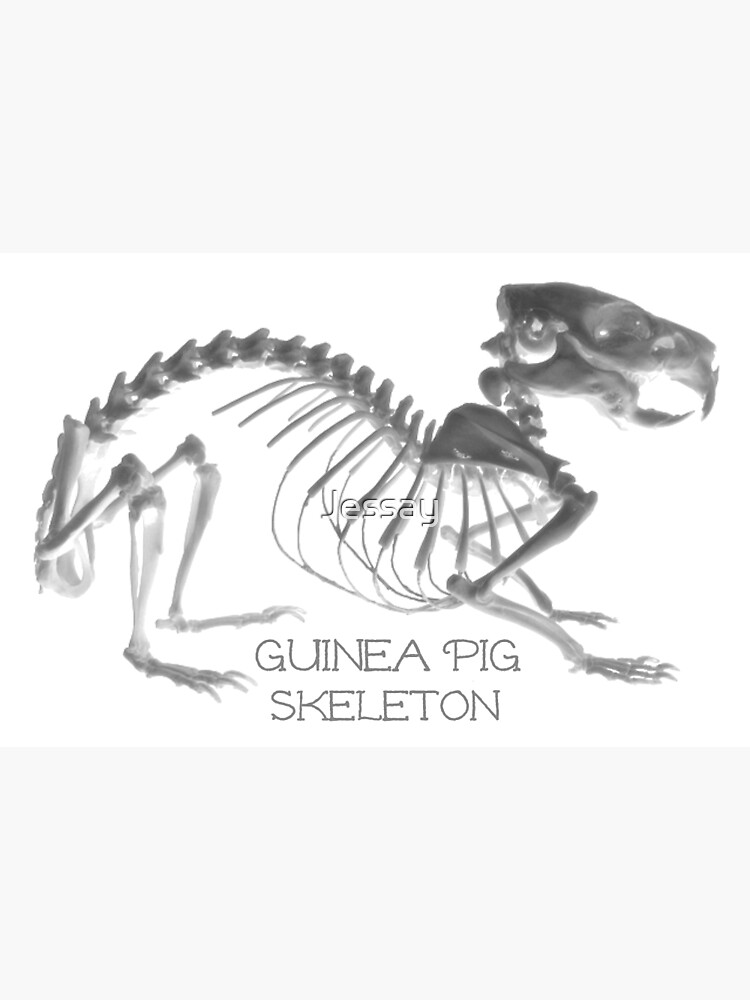 "Guinea Pig Skeleton " Poster for Sale by Jessay | Redbubble