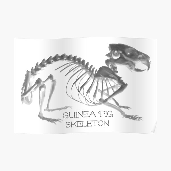 "Guinea Pig Skeleton " Poster for Sale by Jessay | Redbubble